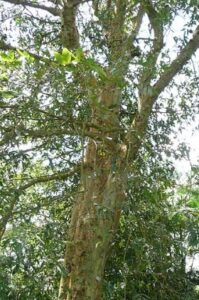 Arjun Chaal Powder Benefits: Miracle for Heart, Skin, & More